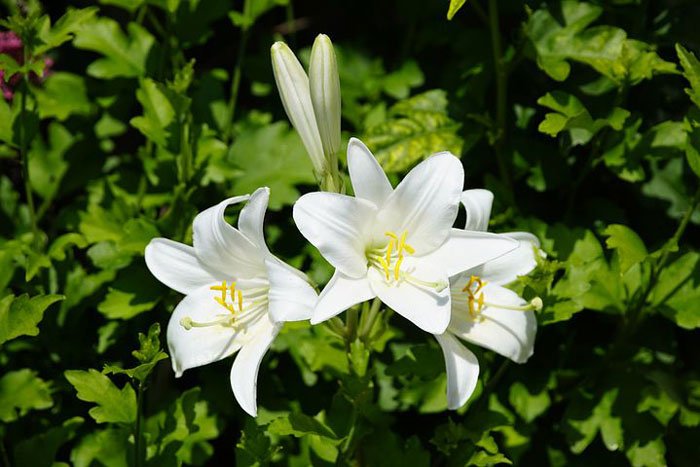 Flowers Name in Tamil and English (பூக்கள் தமிழ் மற்றும் ஆங்கிலத்தில் ...