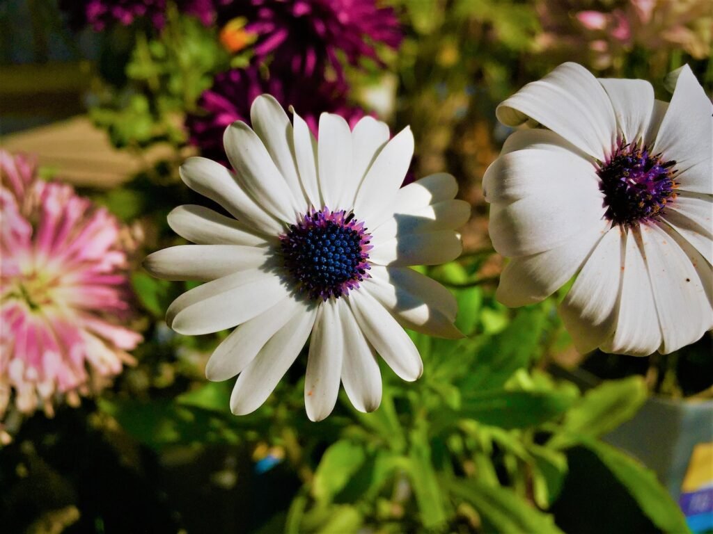 Chameli Flower in English - Type, Meanings & Symbolic