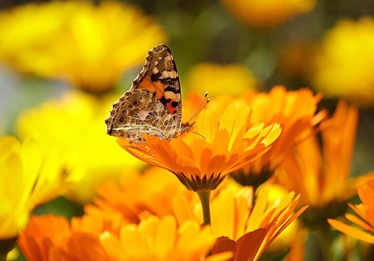 Birth Flower Chart: Birth Flowers by Month & Meaning