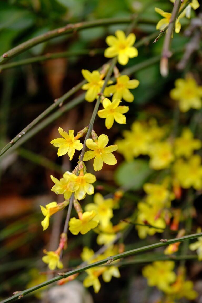 Chameli Flower in English - Type, Meanings & Symbolic