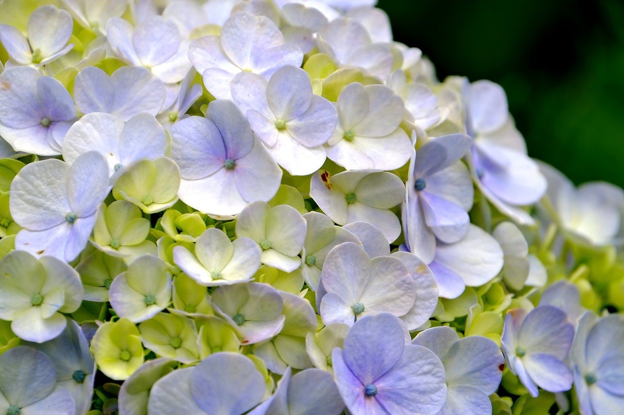 July Birth Flowers: Wishing Ur Birthday Now