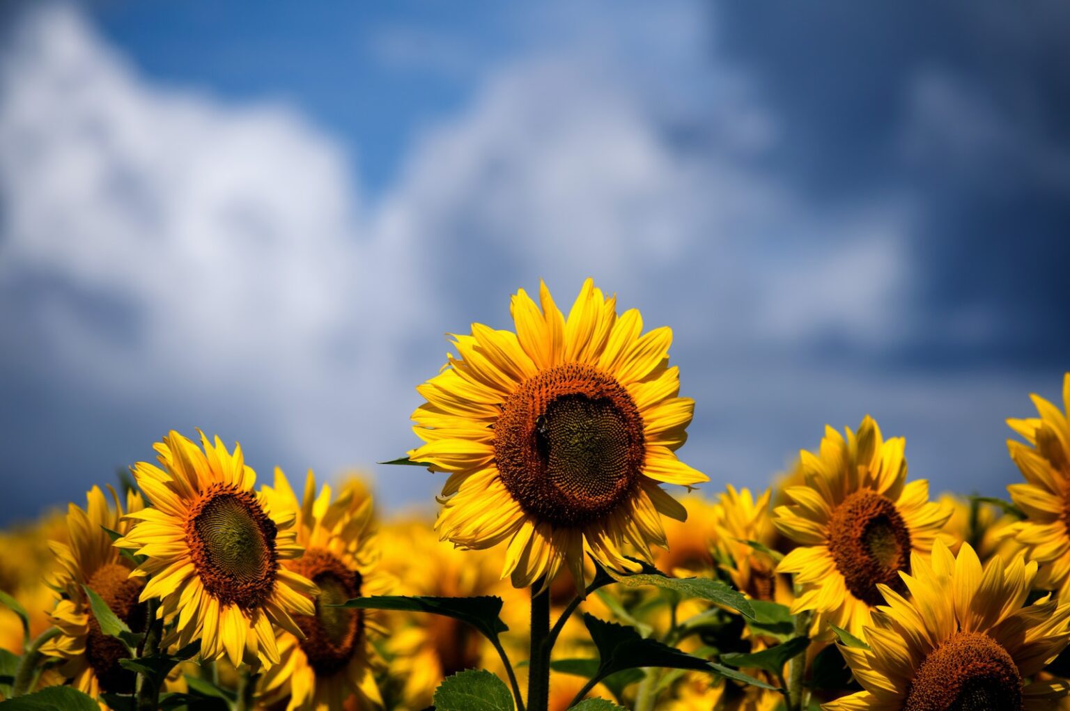 What Is A Sun Flowers Flowers Names what-is-a-sun-flowers-flowers-names
