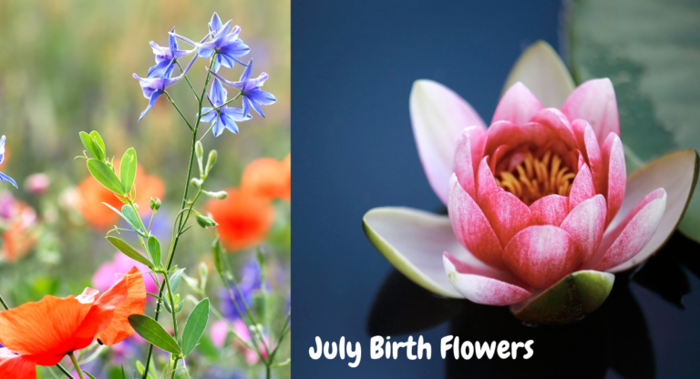 July Birth Flowers: Wishing Ur Birthday Now