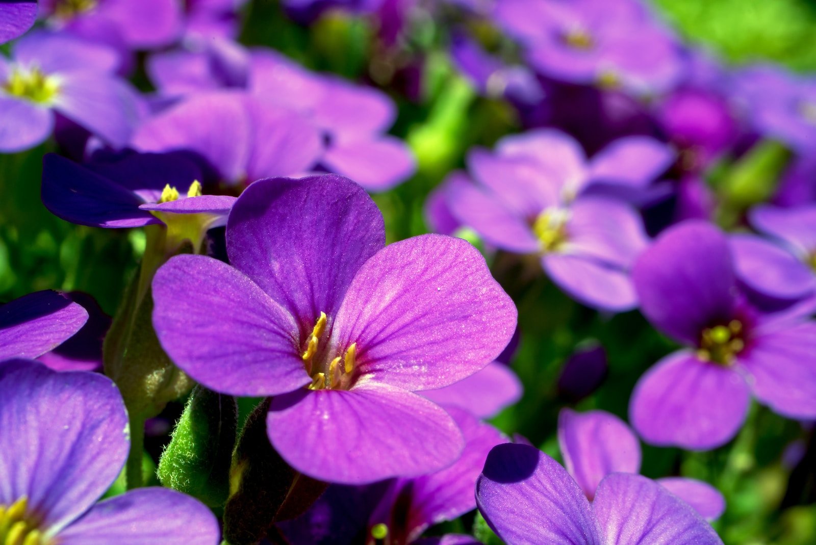 Birth Flower Chart: Birth Flowers by Month & Meaning