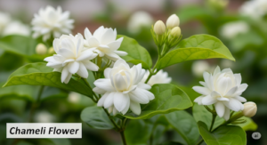 Chameli Flower in English - Type, Meanings & Symbolic